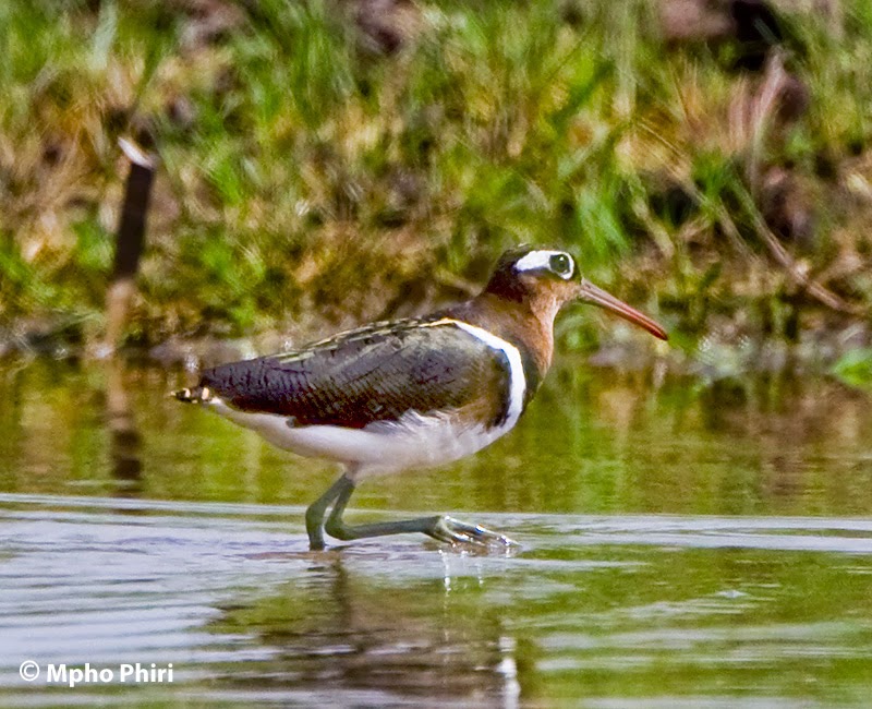 Mahikeng Birding Blog: Greater Painted Snipe at Totonnyane Sewerage ...