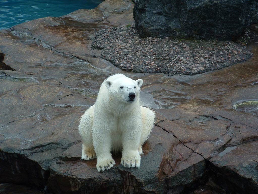 AYI RESİMLERİ-Manzaralar
