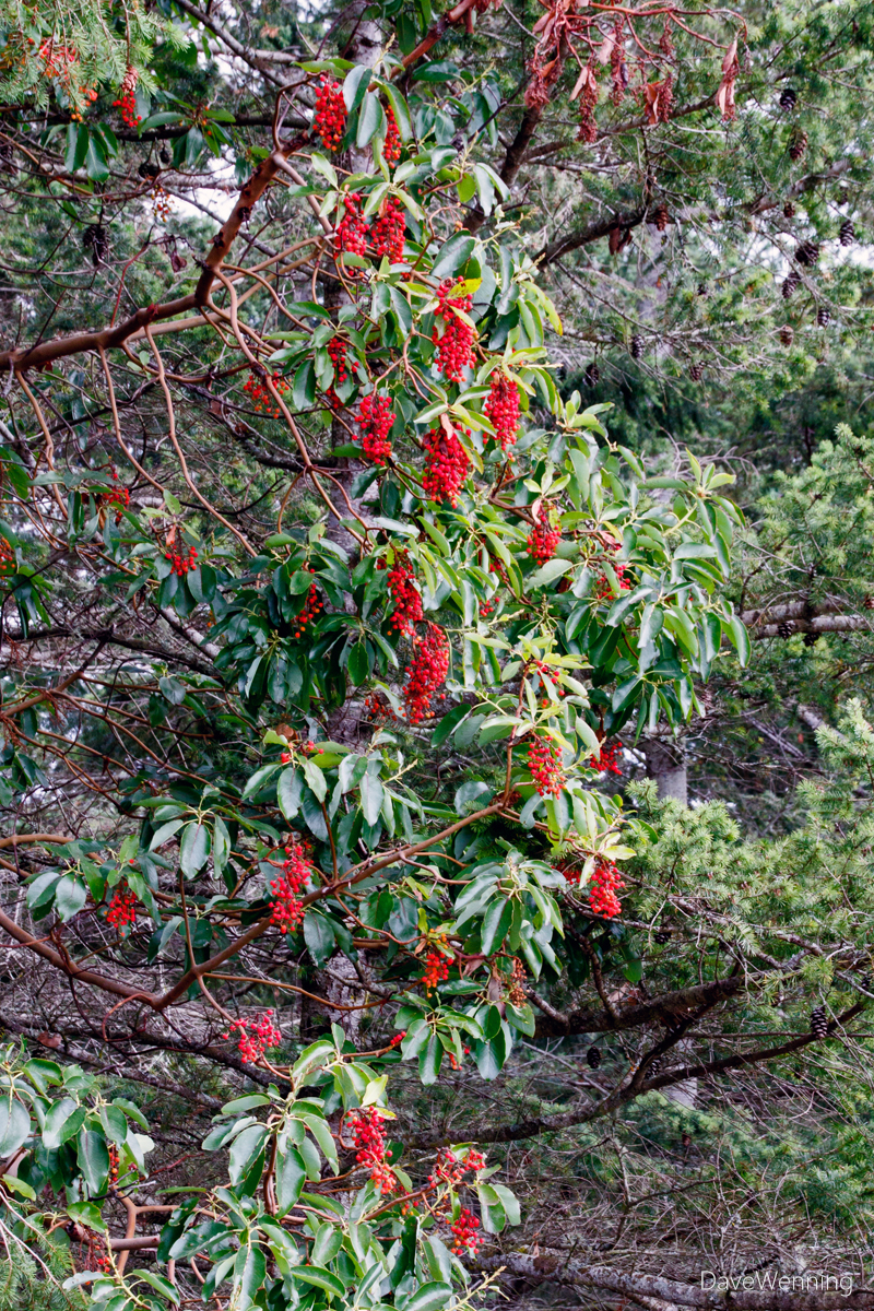 Madronas of Deception Pass
