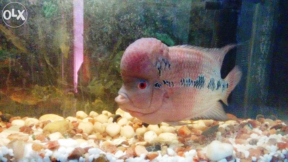 FLOWERHORN FISH photos - wallpapers (ανανεωμένο) | the fun bank