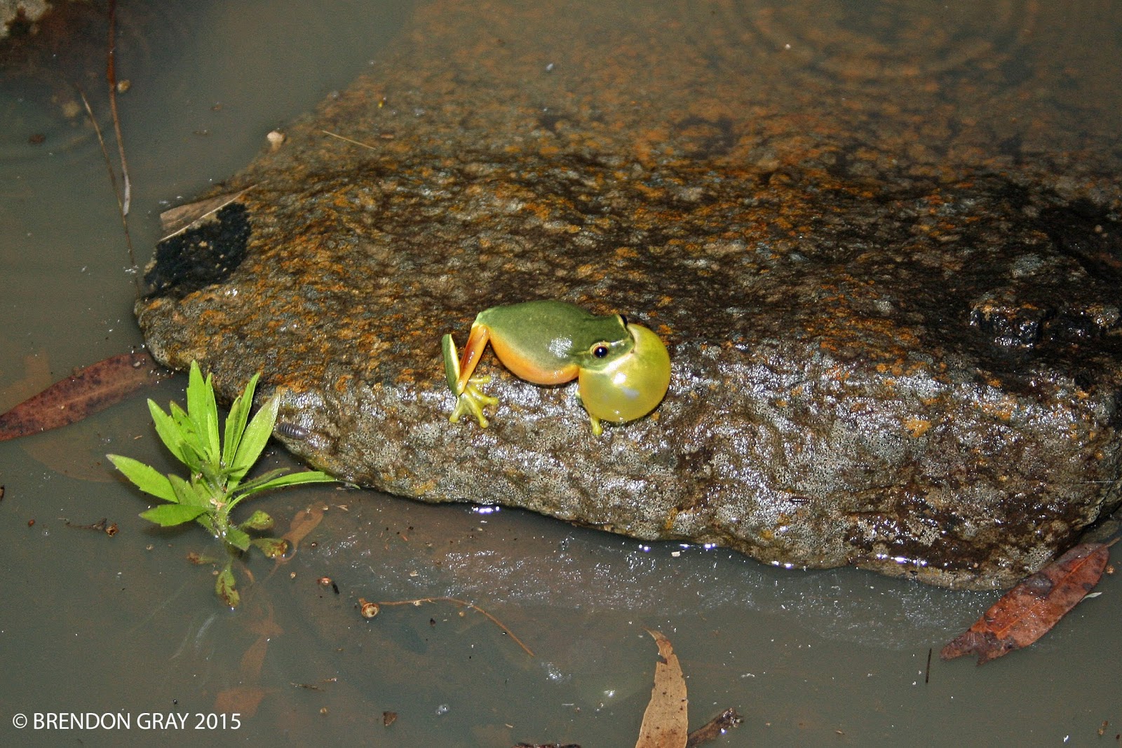 Native Frogs are loving the November Rain