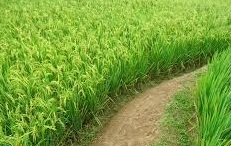 Organisme Pengganggu Tumbuhan: 3 Cara Mengendalikan Kepinding Tanah