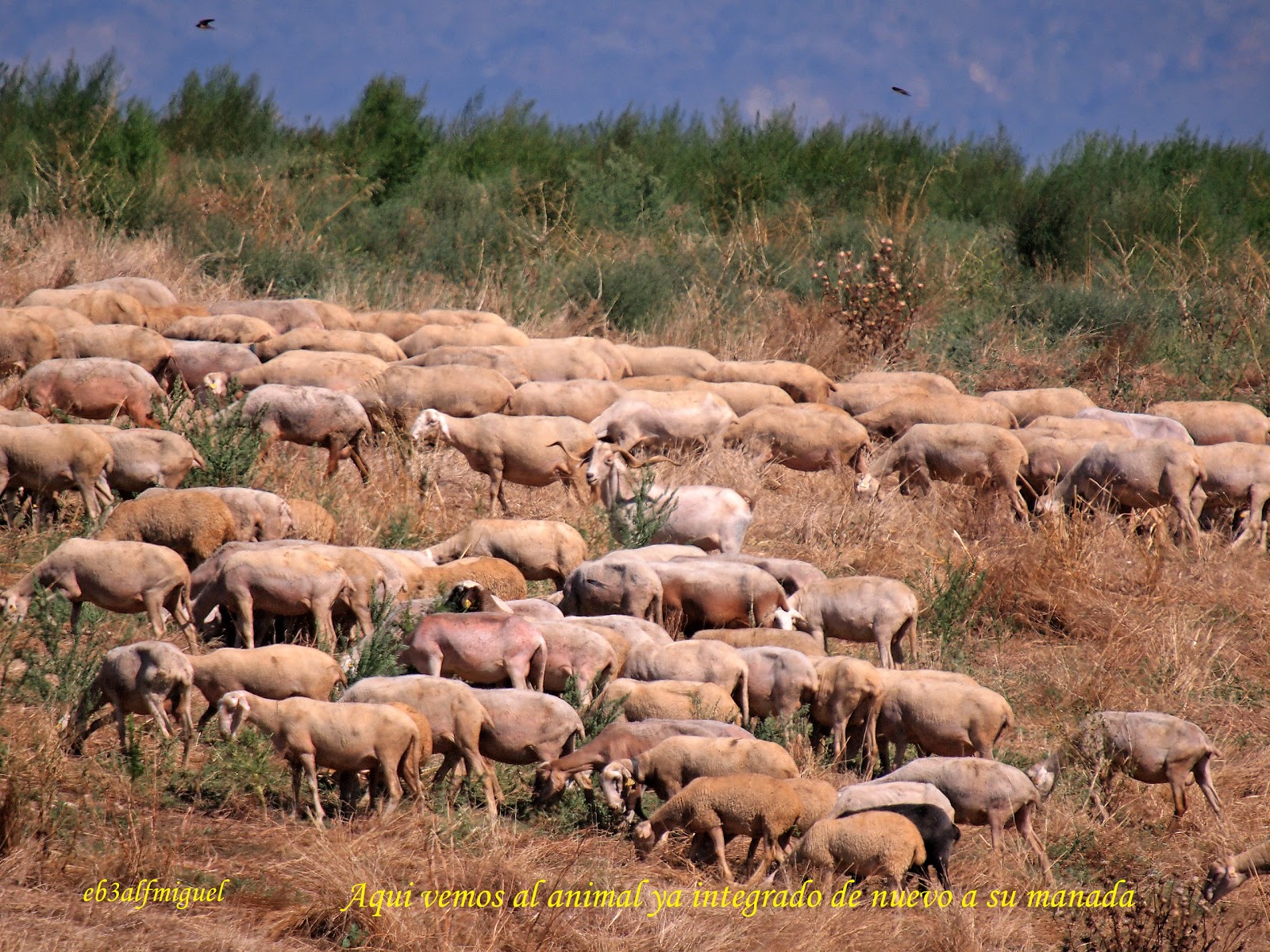 Miguel fotografia: Macho Cabrio Domestico