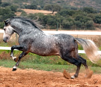 El mundo de los caballos