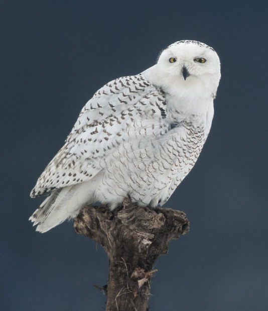 Information of The World: Snowy Owl