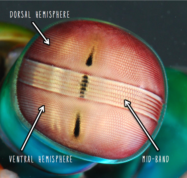 Mantis Shrimp Eye Diagram