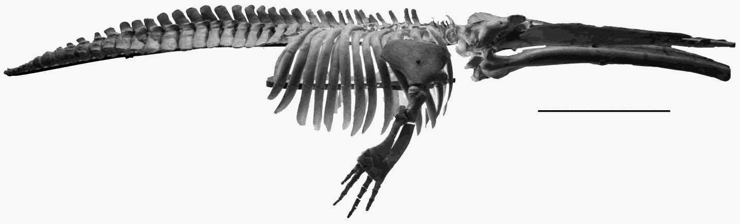 The Coastal Paleontologist, atlantic edition: 2013 in review: Advances ...