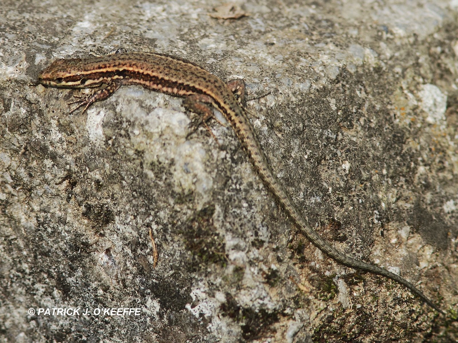 Raw Birds: IBERIAN WALL LIZARD Podarcis hispanica Collados del Asón ...
