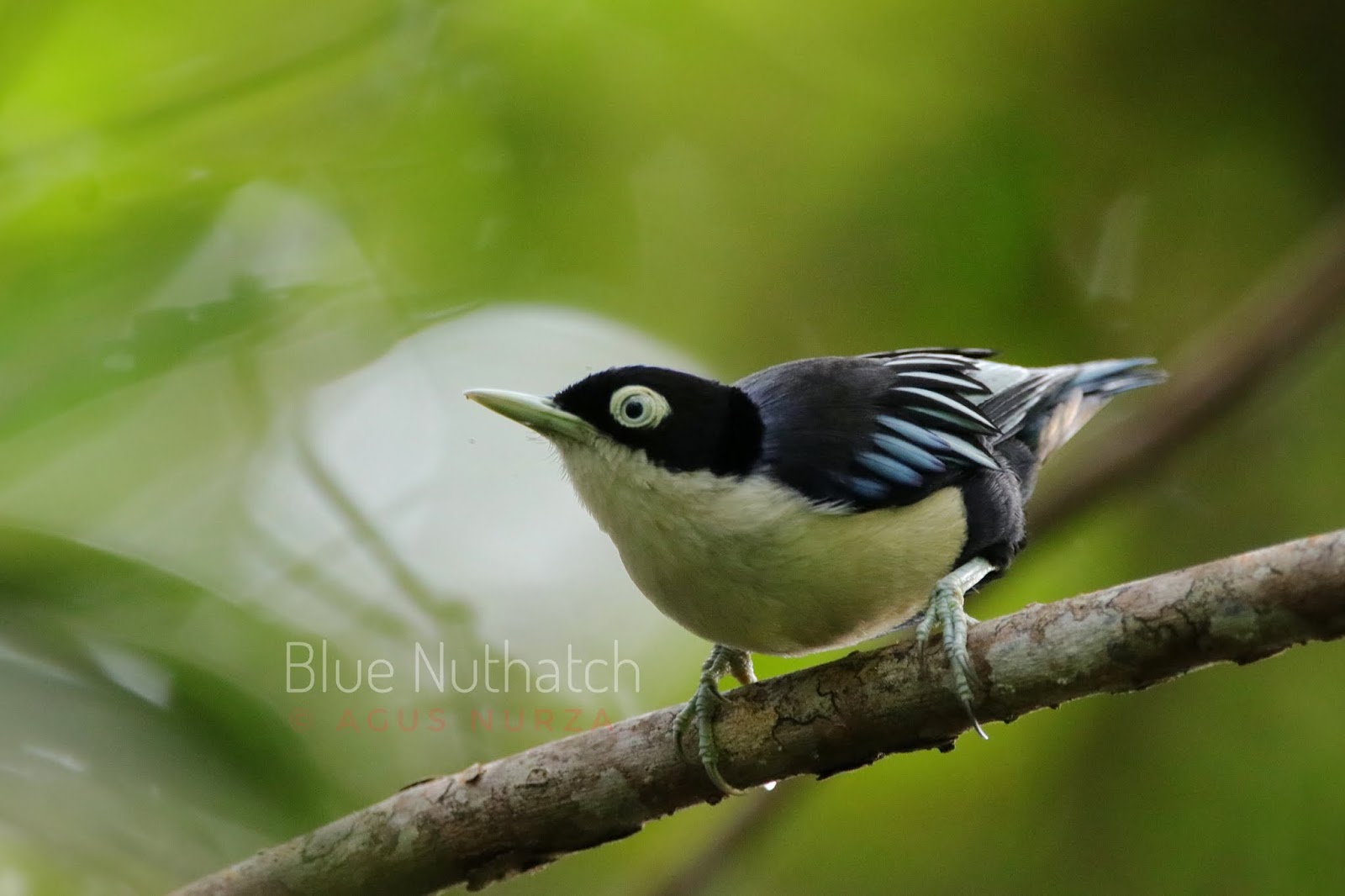 Birding in Sumatra, Birding in Indonesia: BIRDING PHOTOGRAPHY