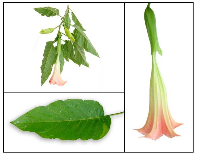 La Burundanga : Mi Rincón Mágico