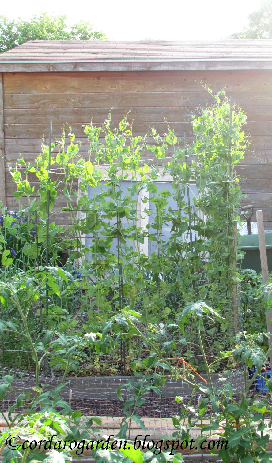 The Gardener of Eden: Home Veggie Garden at the end of May