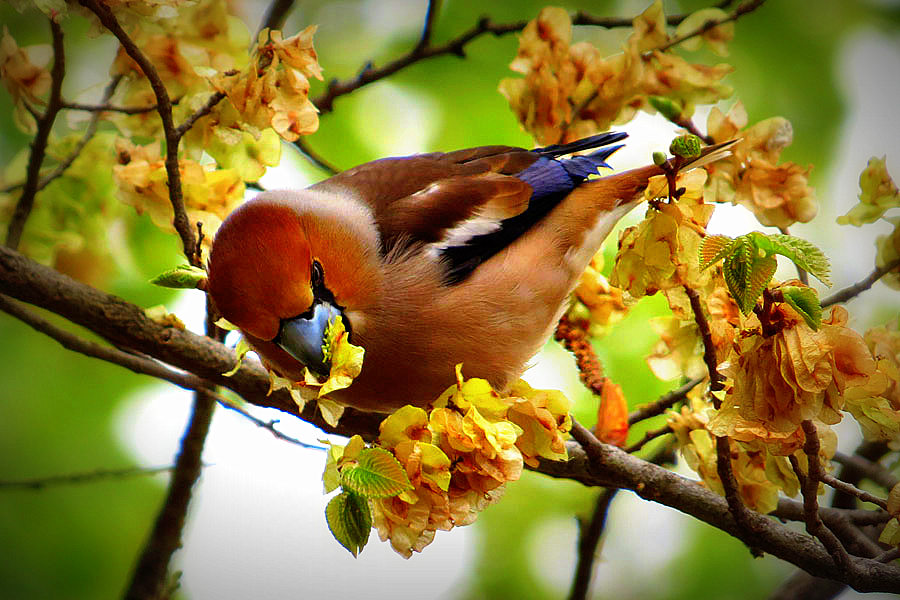 Bird Guide: Morocco – Bird Photography Tour