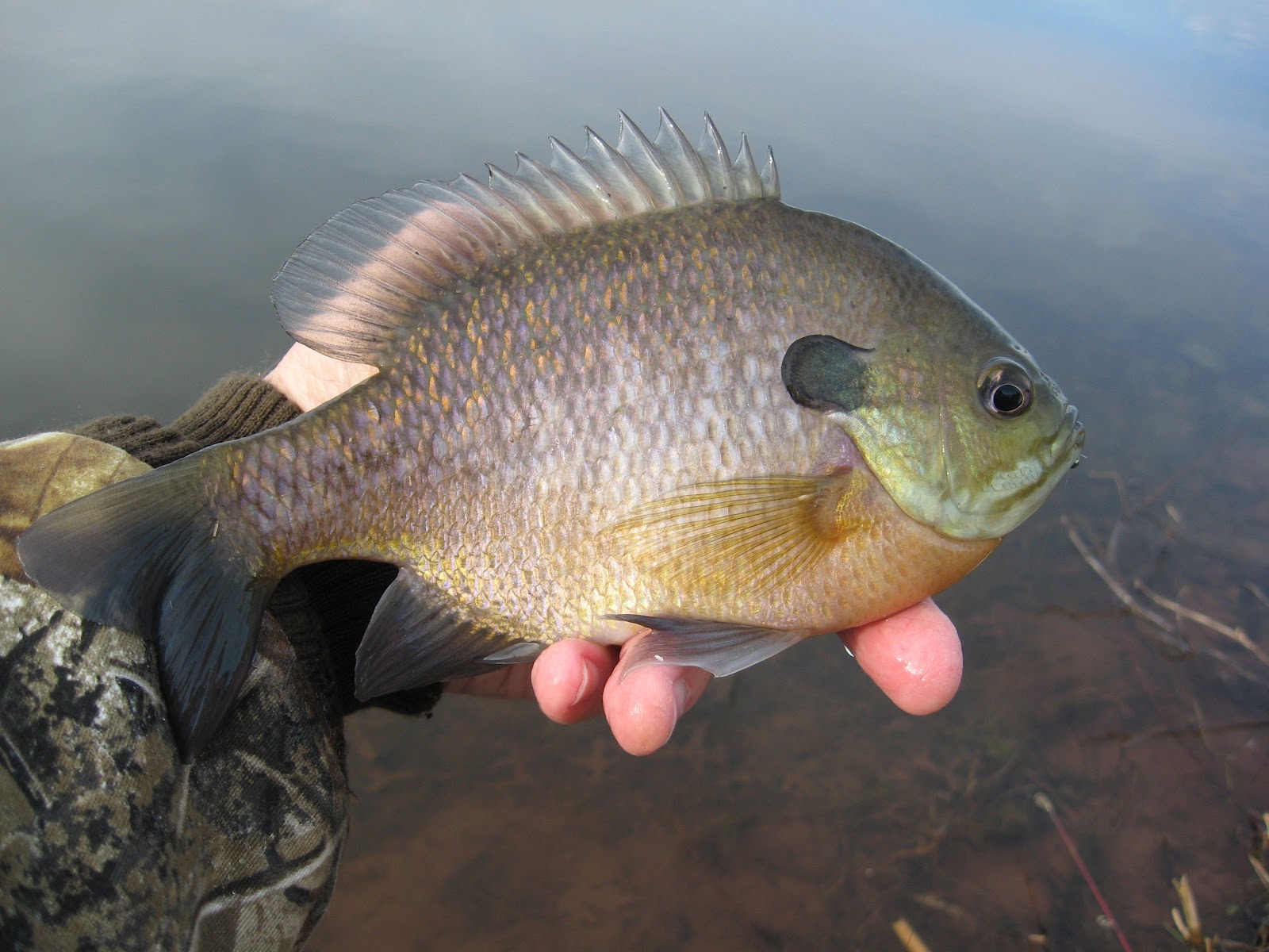 Bluecollar Fishin with Jim: March Madness...What to Fish For?