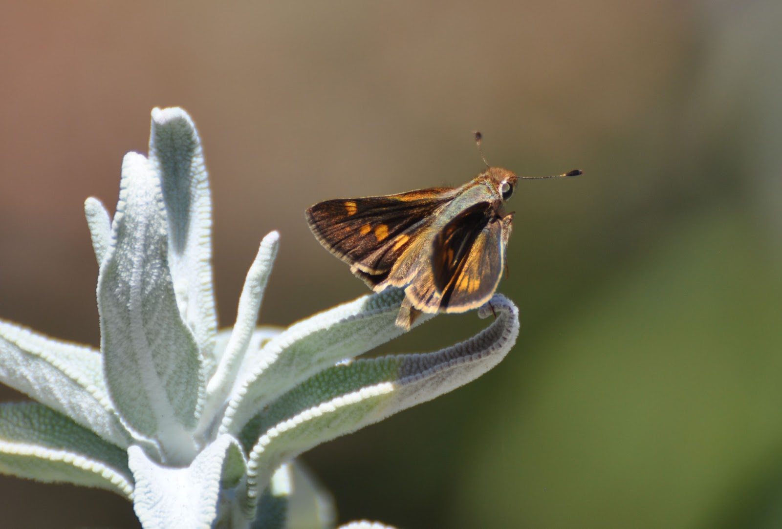 Mother Nature's Backyard - A Water-wise Garden: Umber Skipper Butterfly ...