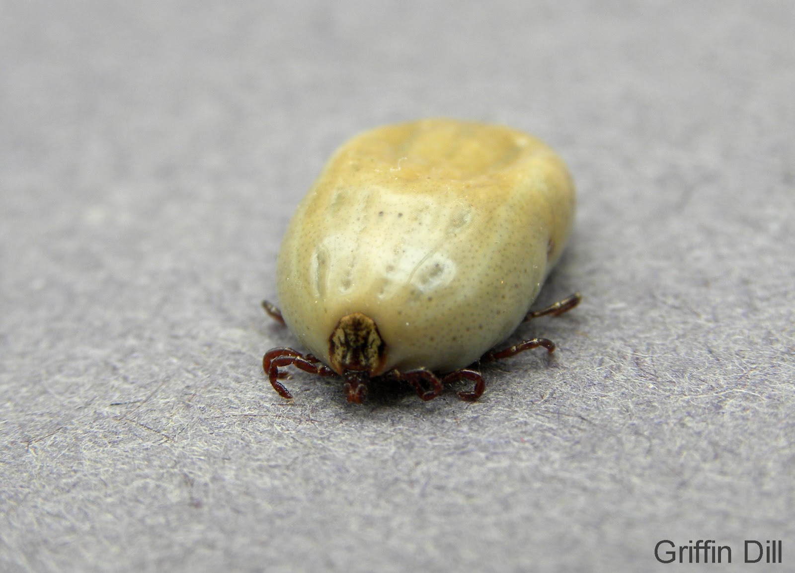 MDUDU KUPE-4 ~ Mimi na Uhusiani 'Mi&u'