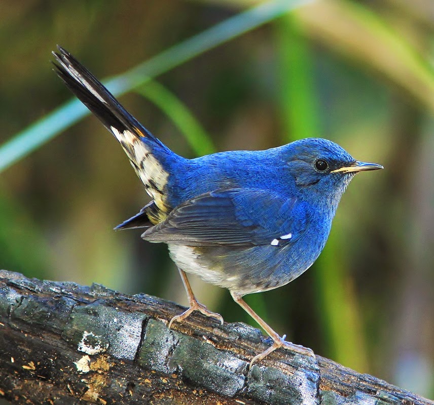 Birds of the World: White-bellied redstart