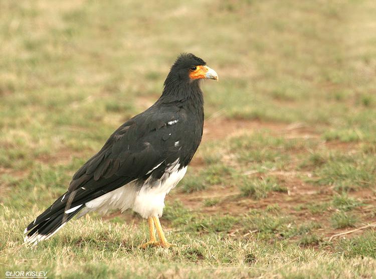 Argentina nativa: Matamico andino (Phalcoboenus megalopterus)