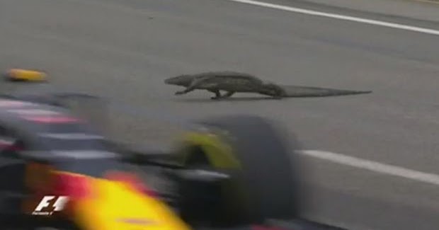 Interesting Green: Monitor lizard invades F1 race track, startles Red ...