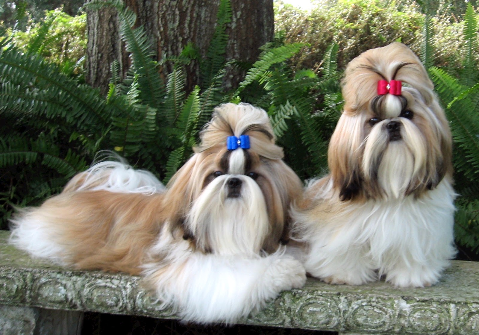 Shih Tzu (imagenes de Shih tzu) ~ Imagenes de perros