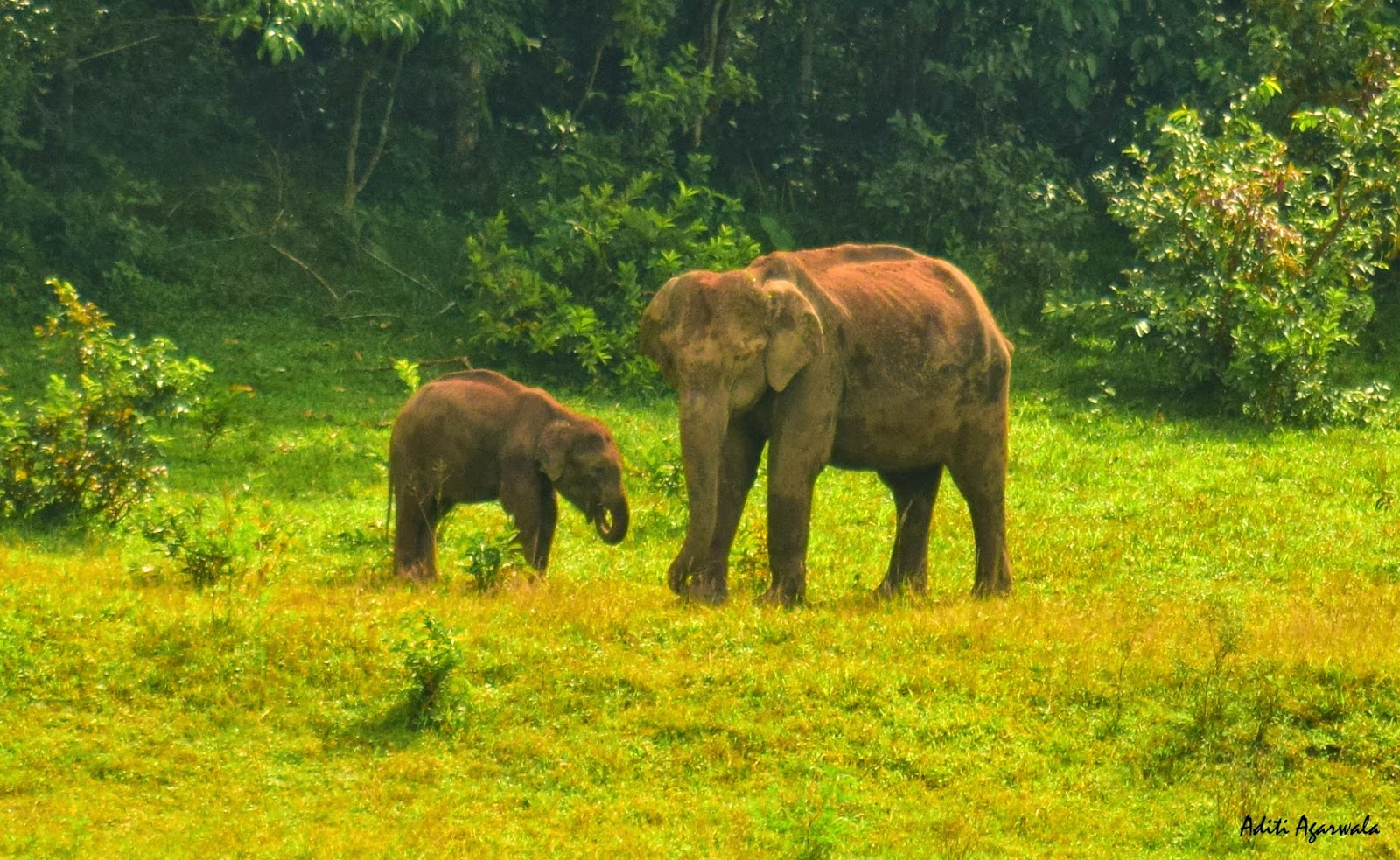 Kerala - The Wildlife of Thekkady