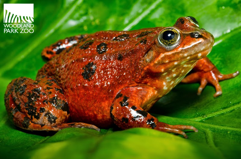 How Northwest frogs are getting a boost
