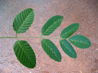 Bandicoot Berry - Burulla | SL Flora