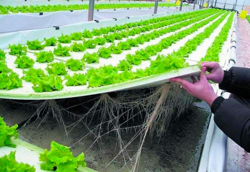 Hidroponia.: Hidroponia/Col