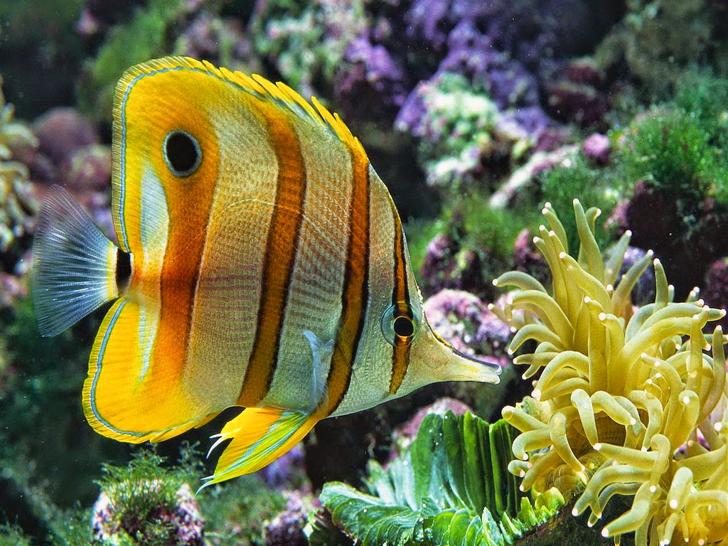 BUTTERFLYFISH photos - wallpapers | the fun bank