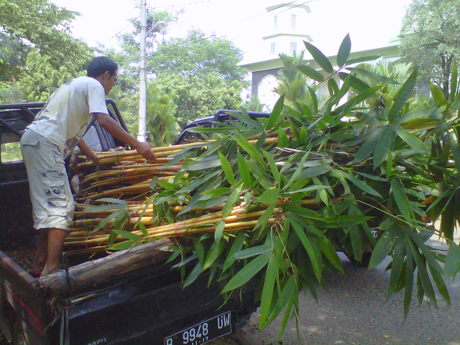 bambu |bambu panda|bambu kuning |bambu hias | LOVE GREEN