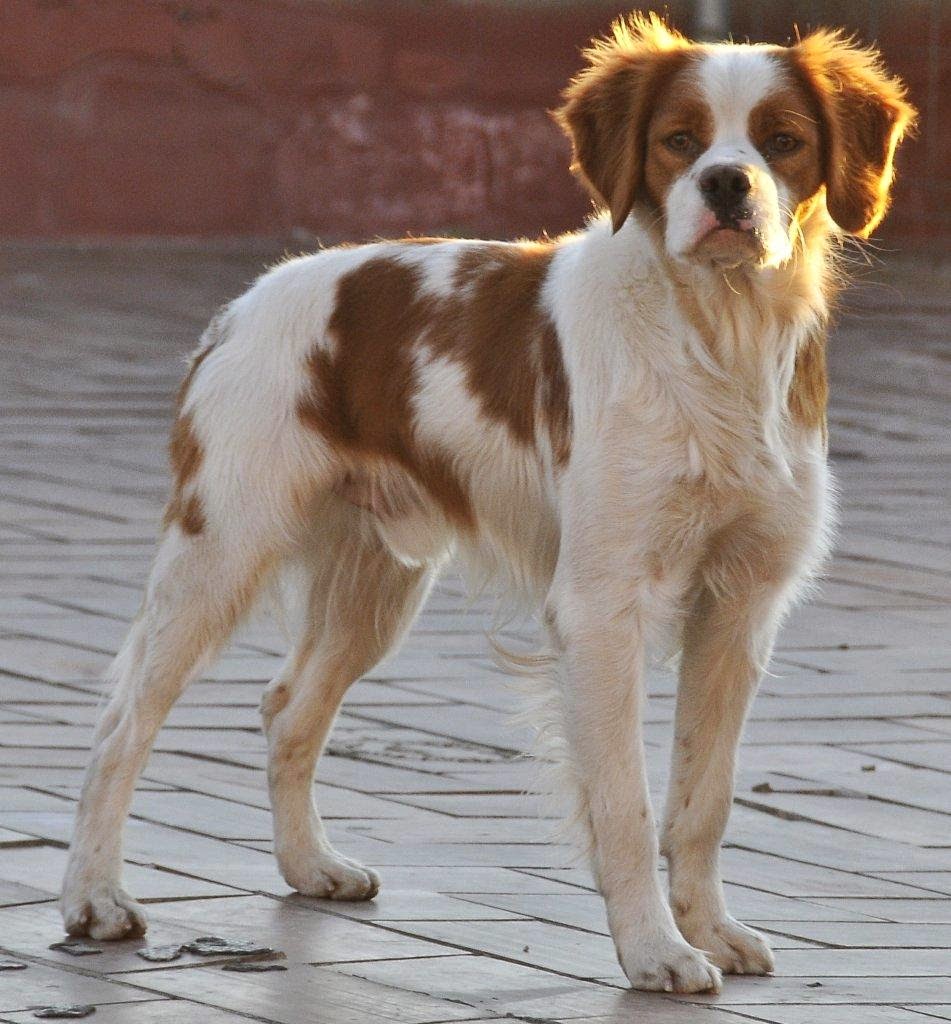 EPAGNEUL BRETON DE OSAN DE SIRA: BRETONES DE ALTO NIVEL 2014