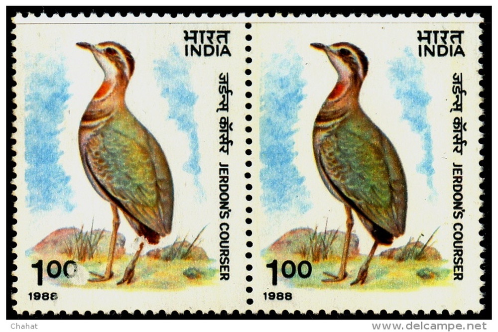 Jerdon's Courser- A Rare Species of Bird in India