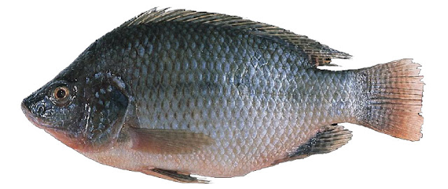 A.A.S TANZANIA : COMMON FISH SPECIES CULTURED IN TANZANIA