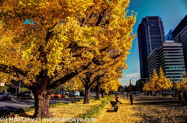 HdriTokyo: Yellow Leaves along Gyoko-dori Street