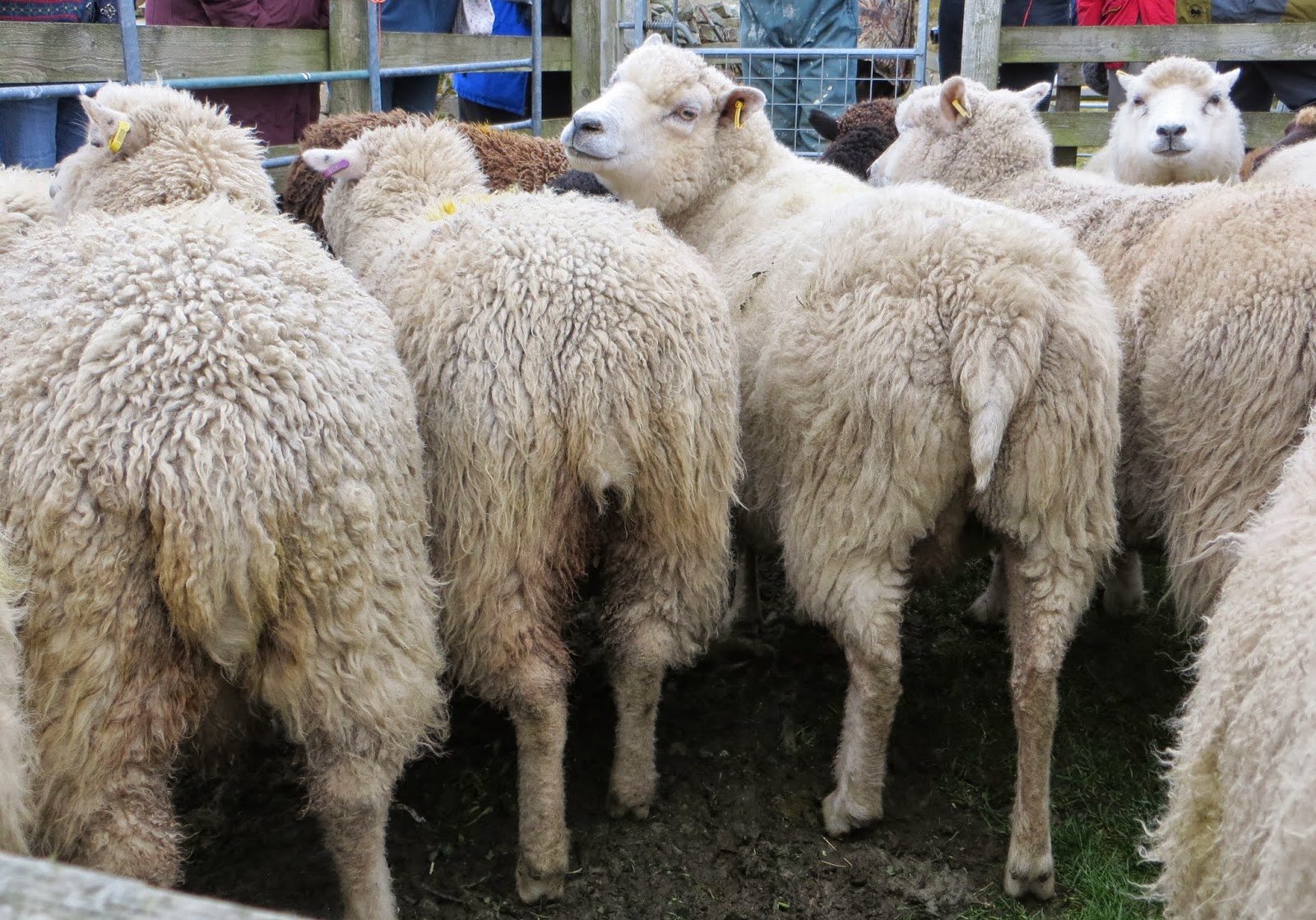 Mrs Woolsack's Blog: North Atlantic Native Sheep and Wool Conference 3