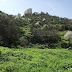 Touring Eretz Yisroel: Wild Flowers of Eretz Yisrael©