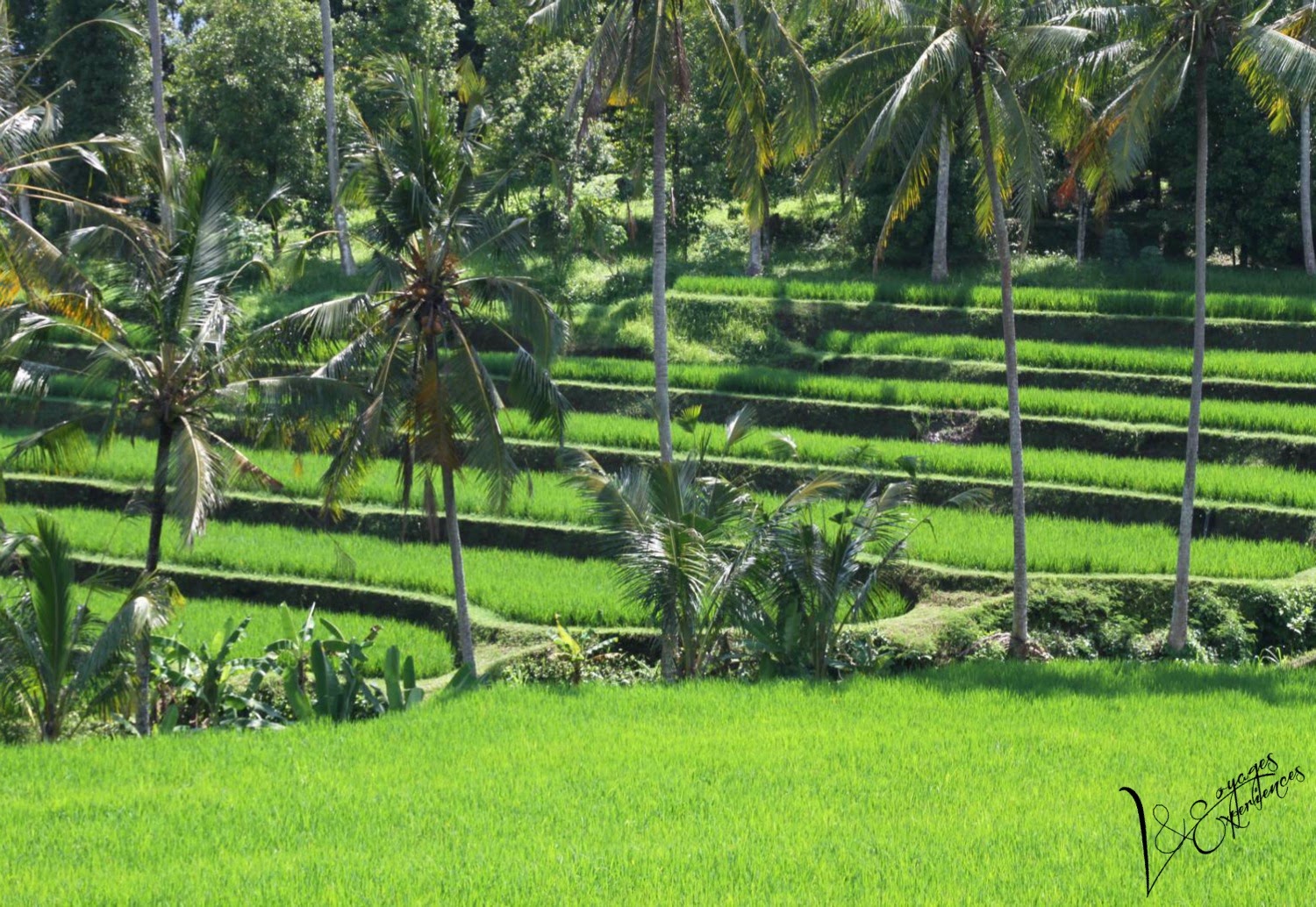 Voyages et Expériences : Bali: de Pemuteran à Sanur VIA PUPUAN, Sublime!