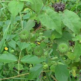 Beheth Anoda, Wal Anoda( Abutilon indicum L) | Herbal plants Sri Lanka
