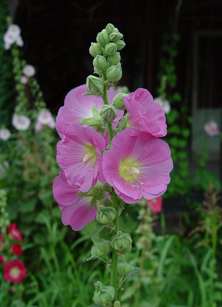 Pokloni mi cvet: Althaea rosea