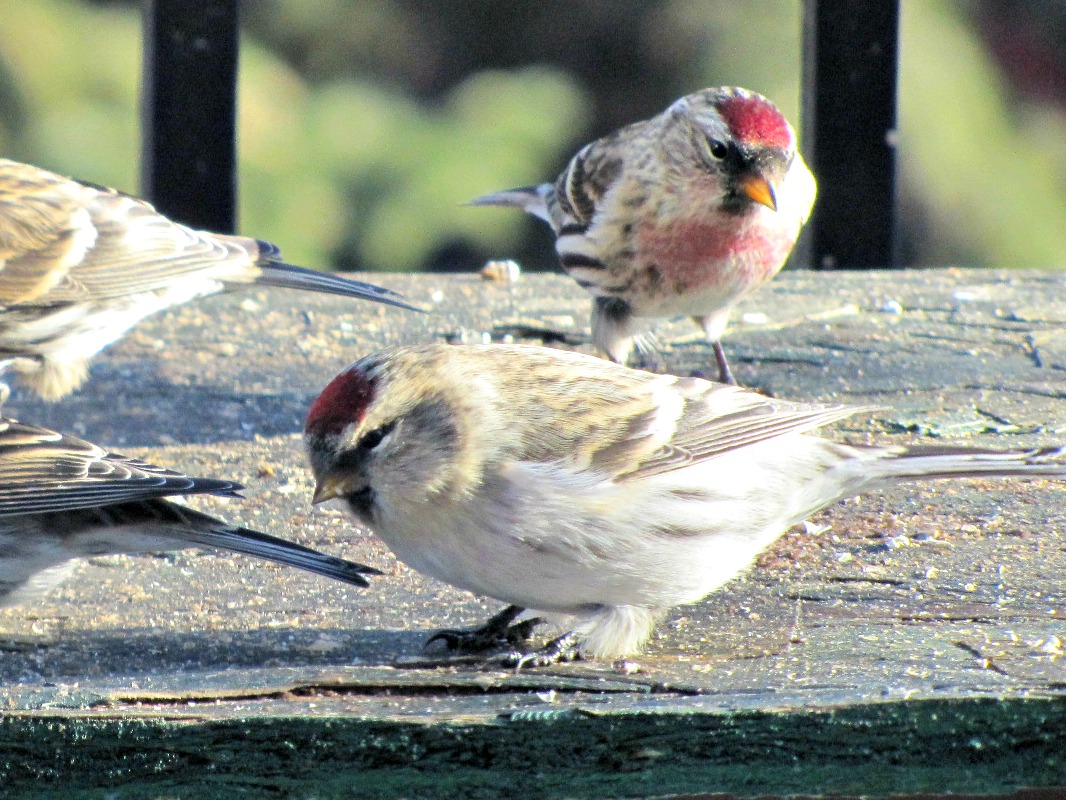 Birding Is Fun!: The Hoary Grail of Birding