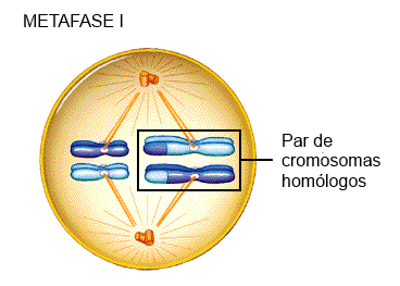 METAFASE 1 DE LA MEIOSIS: La meta fase 1 de la meiosis