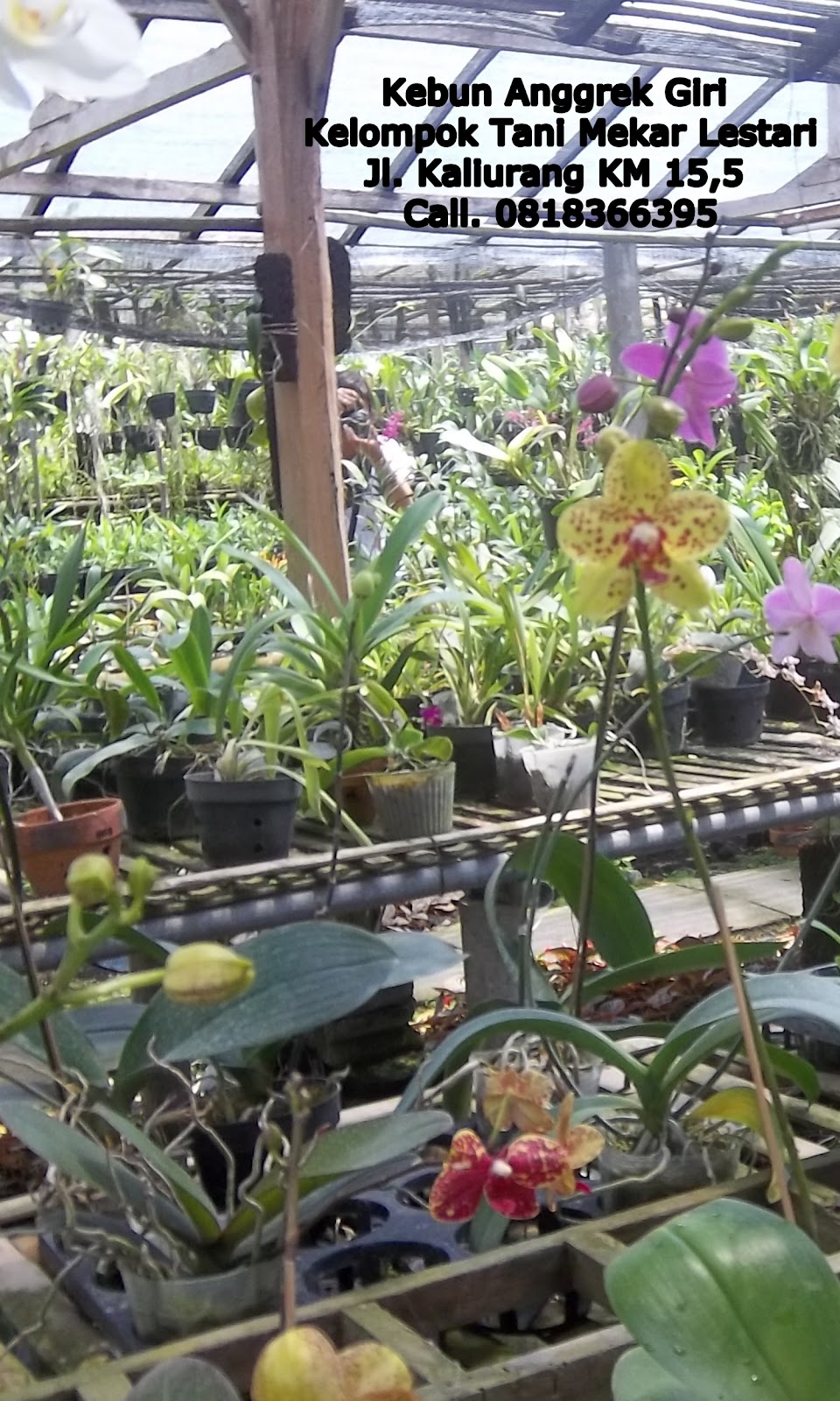 Pesona Anggrek Spesies