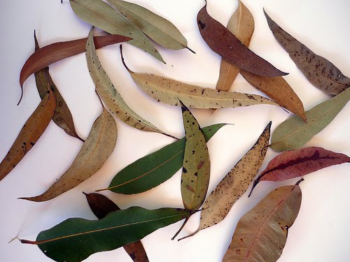 A Handful of Gum Leaves