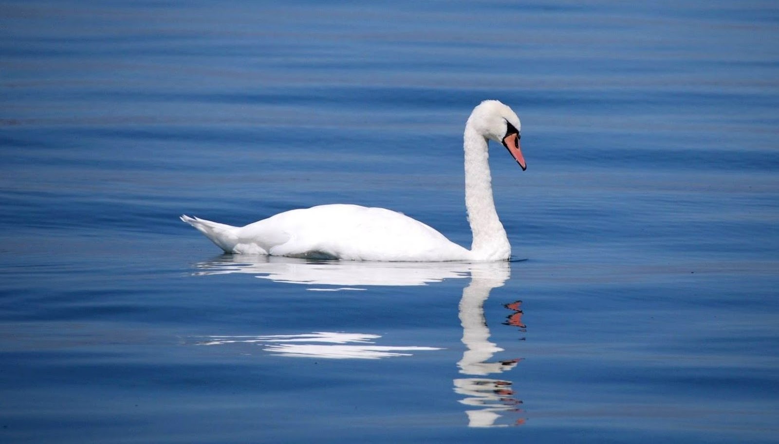 Ilmaisia kuvituskuvia: Joutsen