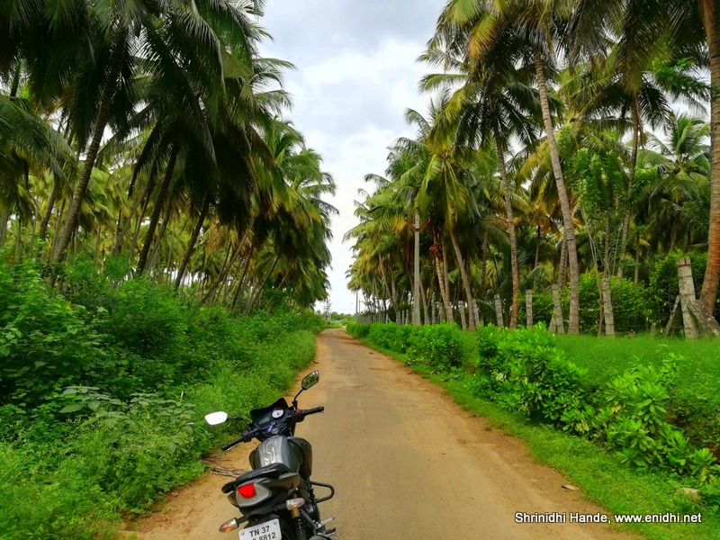 Riding through the coconut plantations in Pollachi - eNidhi India ...