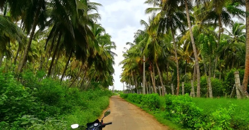 Riding through the coconut plantations in Pollachi - eNidhi India ...