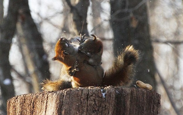 The ultimate squirrel battle (6 pics) | Amazing Creatures