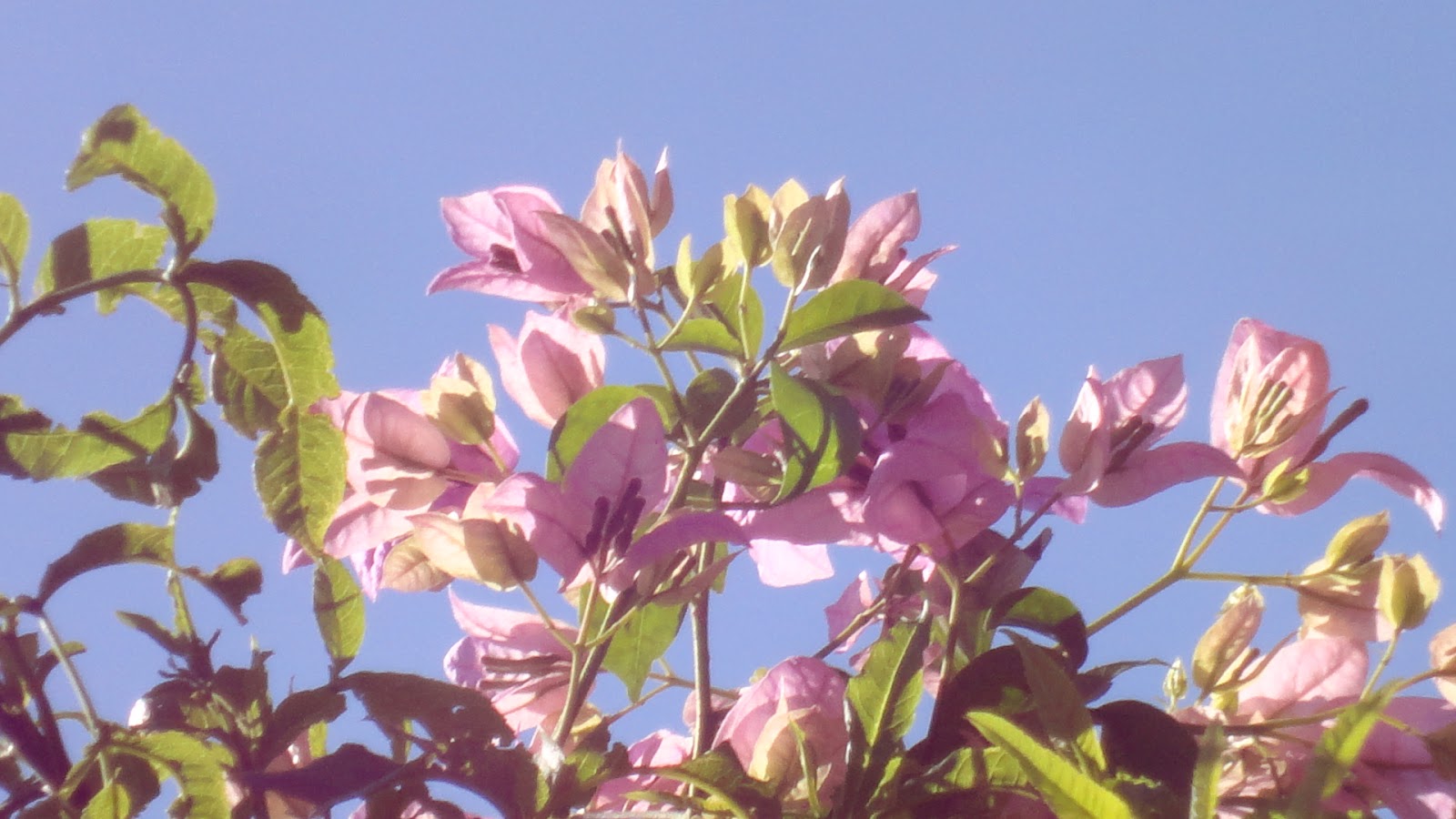 verde e tudo: Bougainville ou Primavera Planta trepadeira