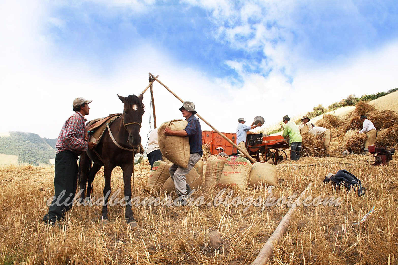 Elihud Camacho - GUAITARILLA - NARIÑO - COLOMBIA: DÌA DE COSECHA ...