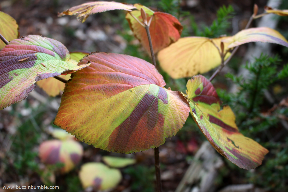 BuzzinBumble: A Fond Farewell to Fall