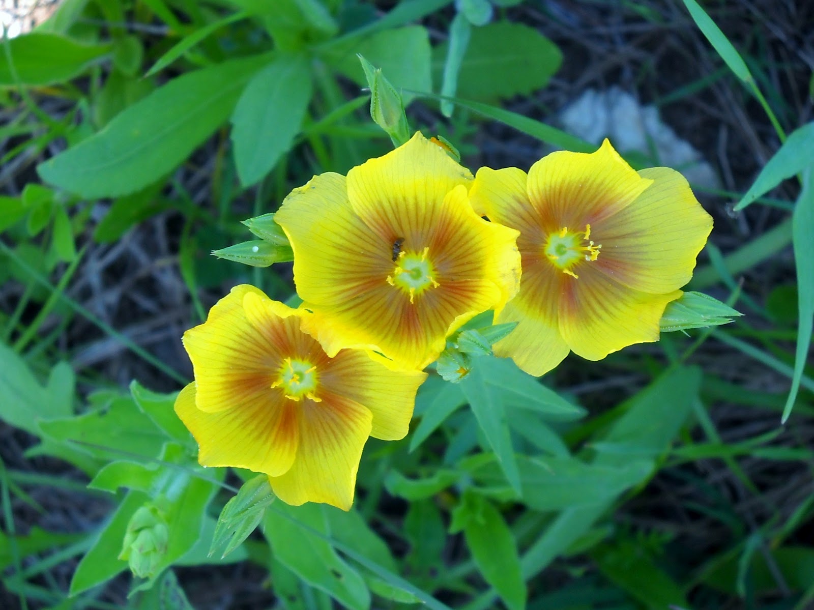 White Rock Lake, Dallas, Texas: Blooming Marvelous Wildflowers at White ...